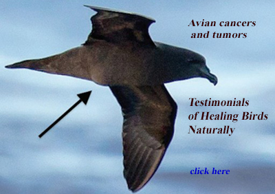 Home Remedies for Sick Birds and Optimum Avian Nutrition