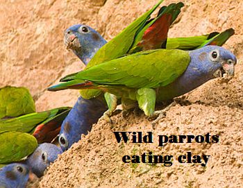 Home Remedies for Sick Birds and Optimum Avian Nutrition