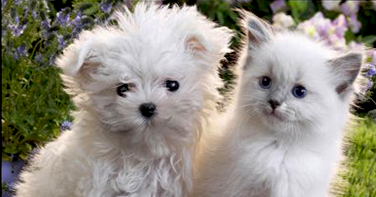 Animal Health, and Holistic Care