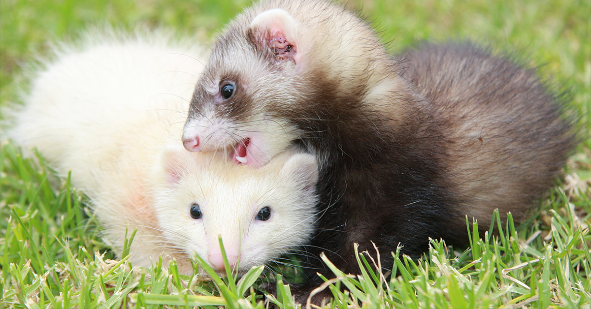 Ferret Natural Health Care and Optimum Diet